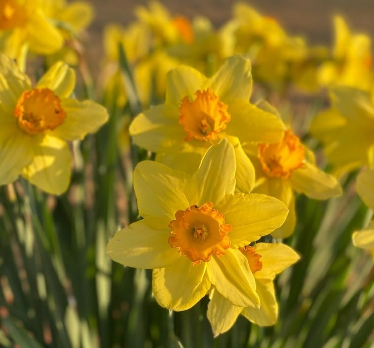 Daffodils And Leeks Ambre Dawn Leffler